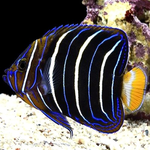 Goldtail Angelfish | Pomacanthus chrysurus | Fisheee.com
