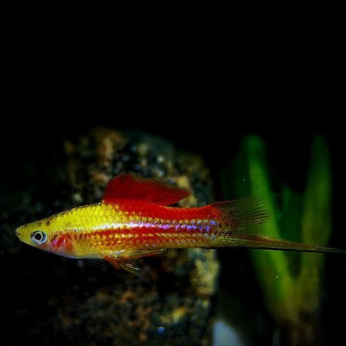 Pineapple Candy Swordtail | Xiphophorus hellerii | Fisheee.com