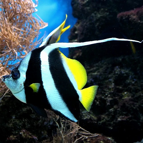 Bannerfish For Sale | Saltwater Bannerfish | Fisheee.com