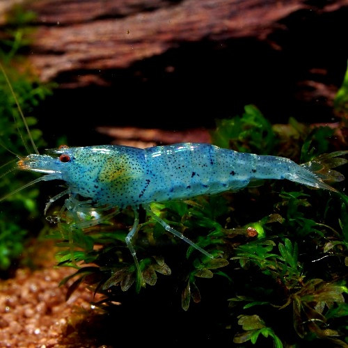 Aura Blue Shrimp | Blue Cherry Shrimp | Fisheee.com
