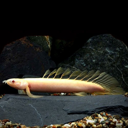 Albino Senegal Bichir – Polypterus senegalus | Fisheee.com