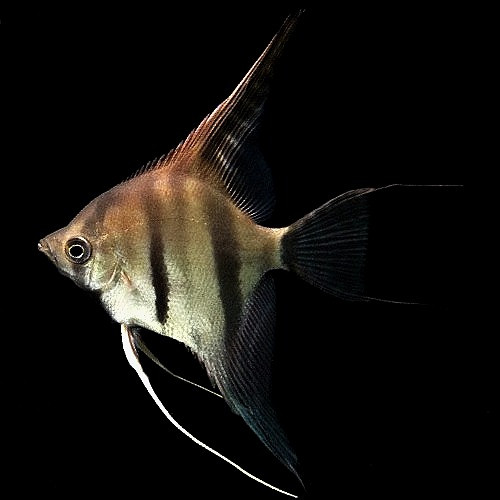 Red Shoulder Manacapuru Angelfish – Pterophyllum scalare | Fisheee.com