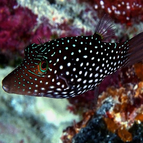 Honeycomb Toby | Canthigaster janthinoptera | Fisheee.com