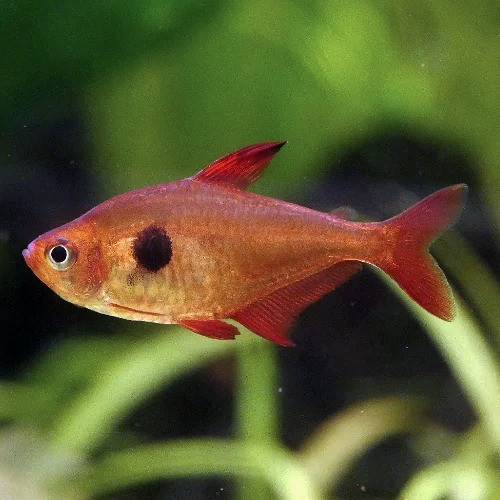 Red Phantom Tetra | Hyphessobrycon sweglesi | Fisheee.com