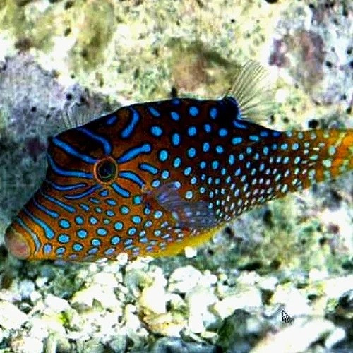Blue Spotted Toby | Canthigaster solandri | Fisheee.com