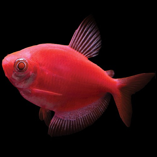 Starfire Red GloFish Tetra – Glowing Community Fish for Freshwater ...