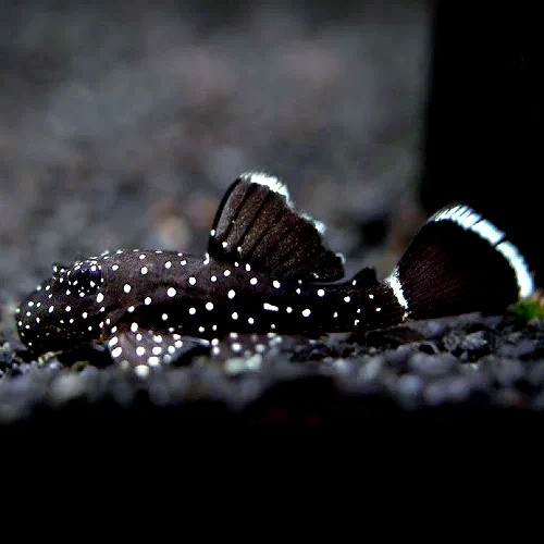 Starlight Bushy Mouth Pleco L183 | Ancistrus dolichopterus | Fisheee.com