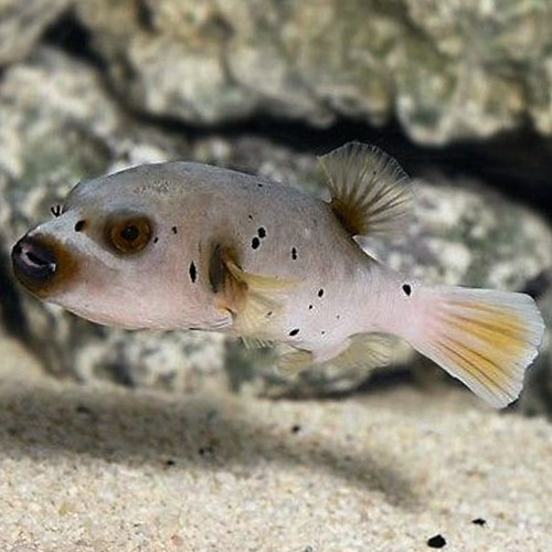 Dog Faced Pufferfish (Spotted) | Arothron nigropunctatus | Fisheee.com