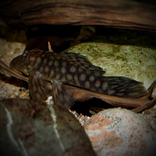 Polka Dot Pleco L020 | Spectracanthicus zuanoni | Fisheee.com