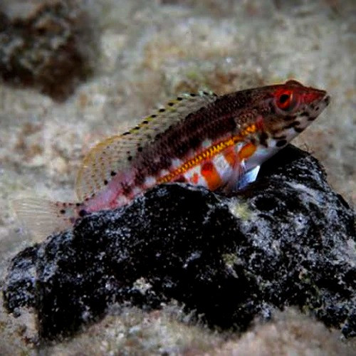 Lantern Bass | Serranus baldwini | Fisheee.com