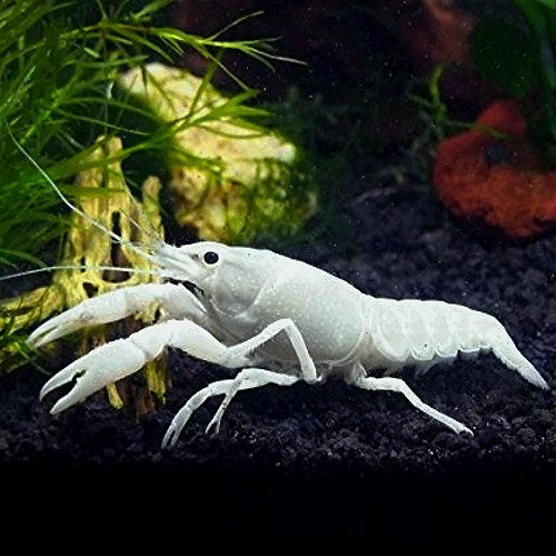 Snow White Crayfish – Rare White Freshwater Aquarium Crayfish | Fisheee.com
