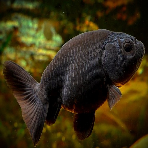 Black Ranchu Goldfish | Carassius auratus | Fisheee.com
