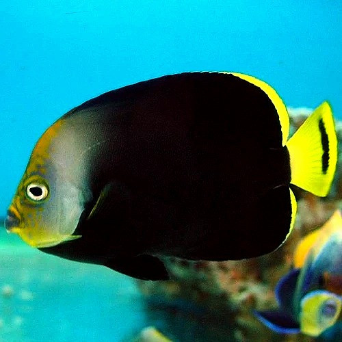 Grey Poma Angelfish – Scribbled Marine Angelfish for Large Aquariums ...