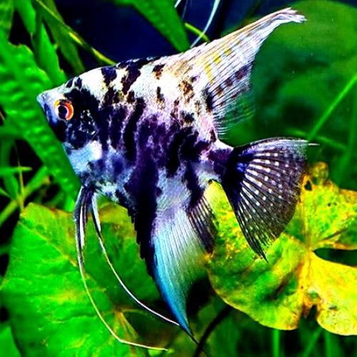 Marble Angelfish – Pterophyllum scalare | Fisheee.com