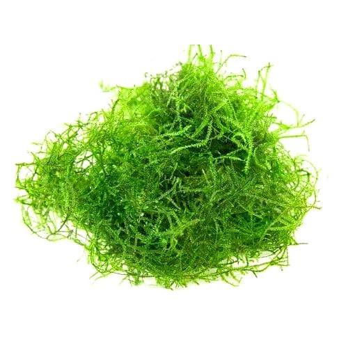 Java Moss | Vesicularia dubyana | Fisheee.com
