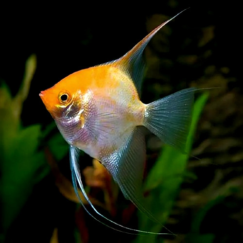 Golden Angelfish – Pterophyllum scalare | Fisheee.com