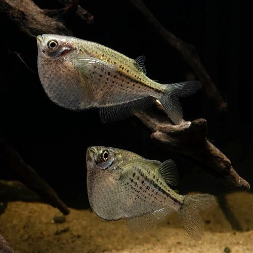 Spotted Silver Hatchetfish | Gasteropelecus maculatus | Fisheee.com