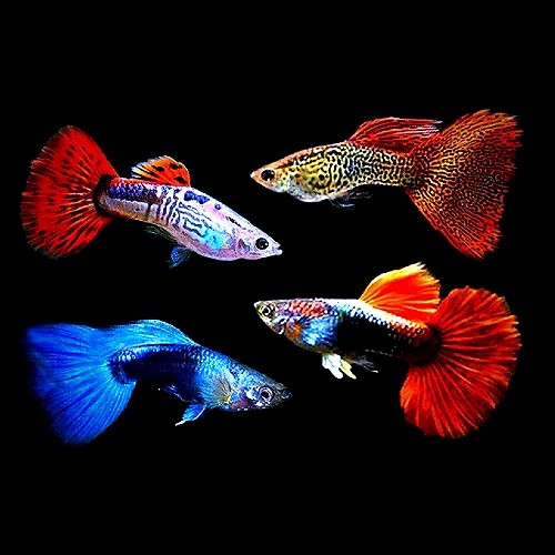 Assorted Male Guppies | Poecilia reticulata | Fisheee.com