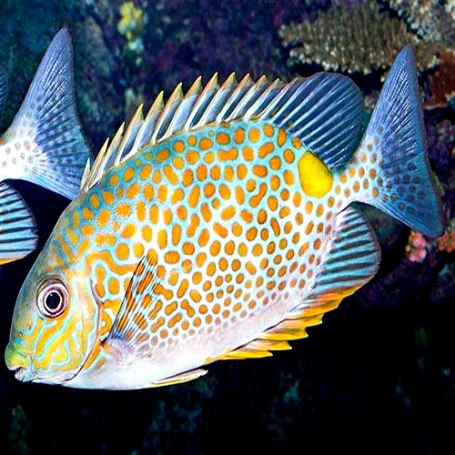 Yellow Blotch Rabbitfish | Siganus guttatus | Fisheee.com