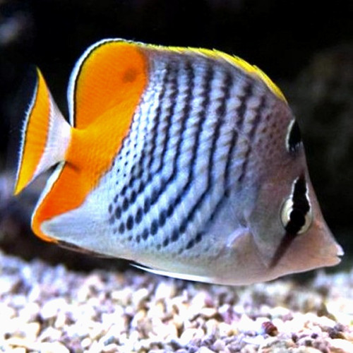 Pearlscale Butterflyfish | Chaetodon xanthurus | Fisheee.com