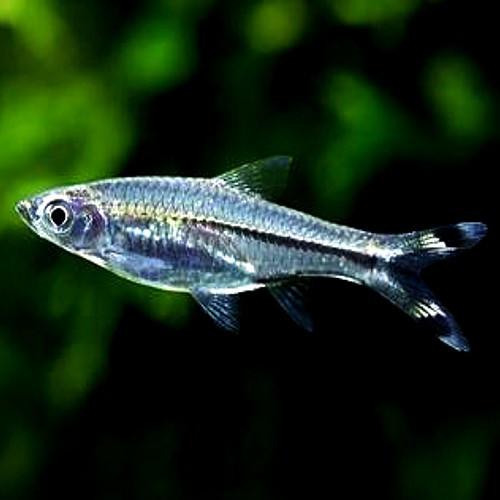 Scissortail Rasbora | Rasbora-Trilineata | Fisheee.com