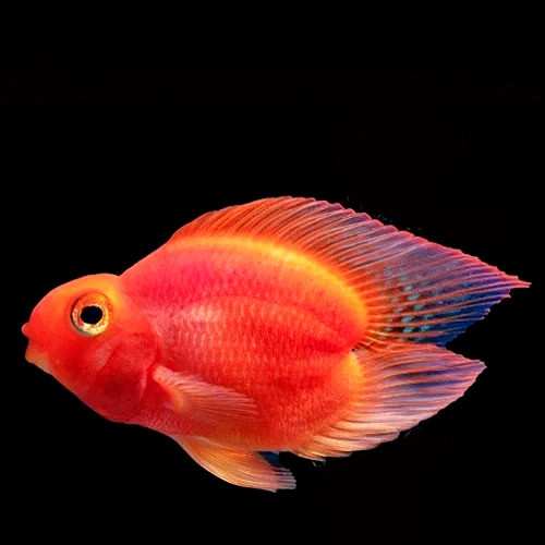 Blood Red Love Parrot | Aquarium Fish | Fisheee.com