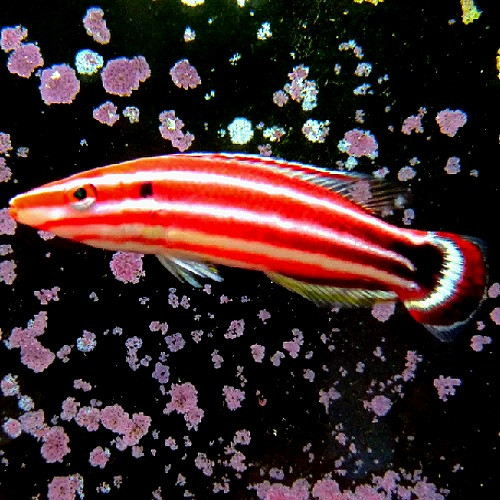 Candy Stripe Hogfish | Bodianus sepiacaudus | Fisheee.com