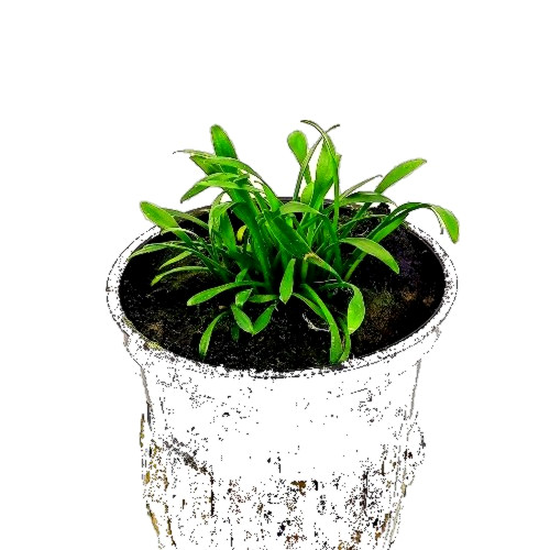 Cryptocoryne parva | Carpet Plants | Fisheee.com