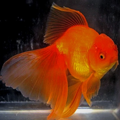 Red Veiltail Goldfish | Carassius auratus | Fisheee.com