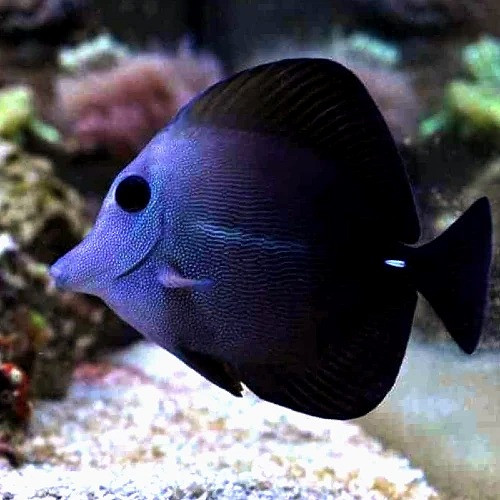 Black Tang | Zebrasoma rostratum | Fisheee.com