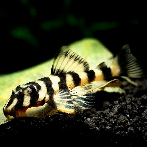 Butterfly Pleco L168 – Small Reticulated Pleco | Fisheee.com