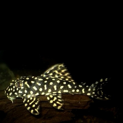 Golden Cloud Pleco L048 – Rare Spotted Pleco | Fisheee.com