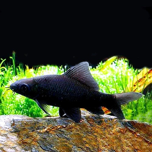 Black Shark | Labeo chrysophekadion | Fisheee.com