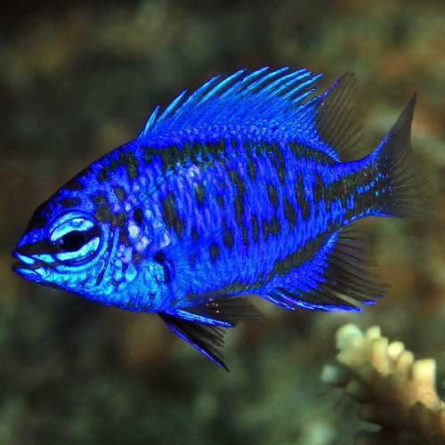 Blue Sapphire Damsel | Chrysiptera springeri | Fisheee.com
