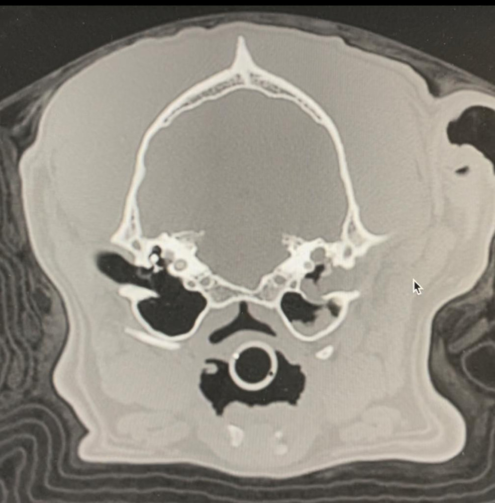 Total Ear Canal Ablation and Bulla Osteotomy (TECA-BO): A Surgical ...