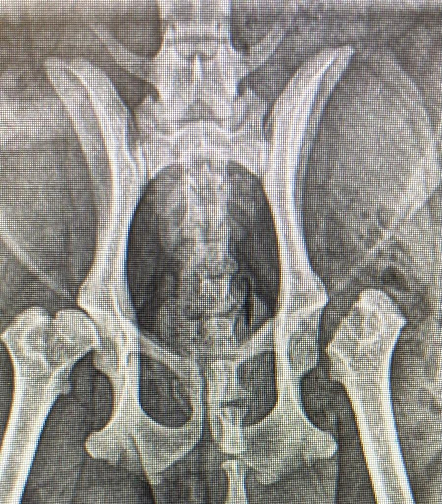 Femoral Head Ostectomy (FHO) Surgery: A Guide for Pet Owners