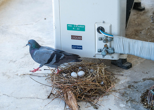 Precision Pest Management WA