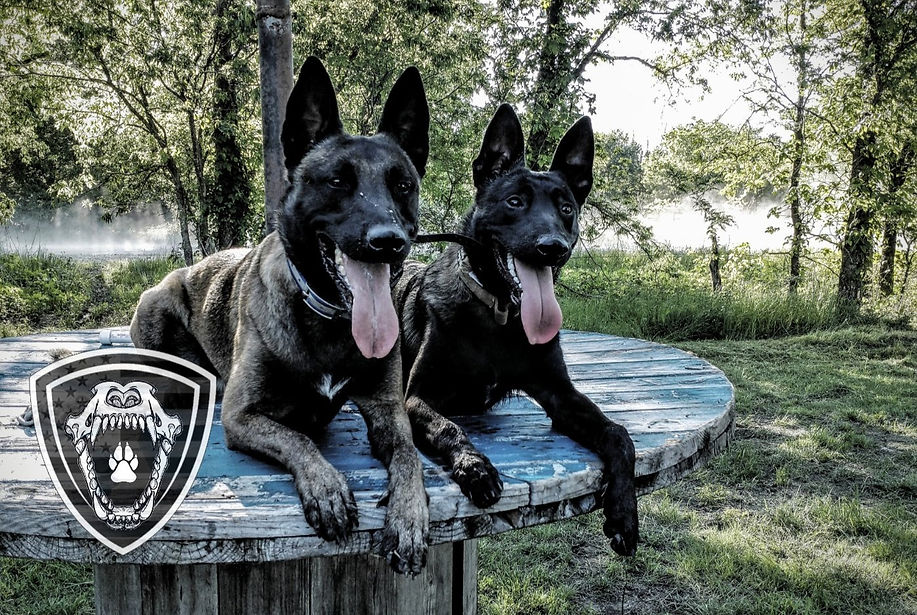 Quality training - Quality K9s | Mk9 Performance