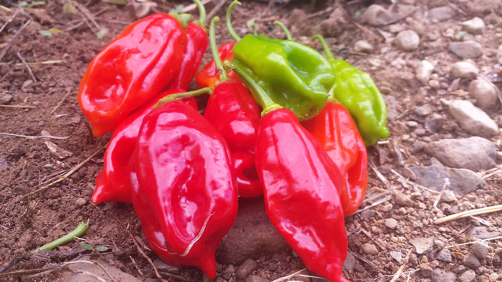 Vegetables | Desde Mi Huerto 2023