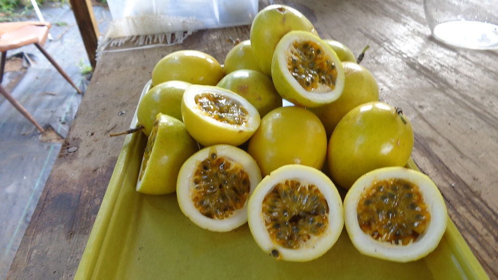 Parcha / Passion Fruit | Desde Mi Huerto