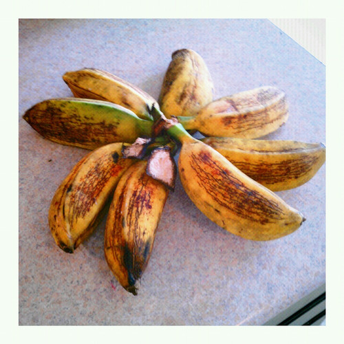 Bulbo de Guineo Mafafo | Desde Mi Huerto