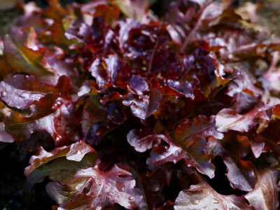 Lechuga Roja / Red Lettuce "Red Salad Bowl" | Desde Mi Huerto