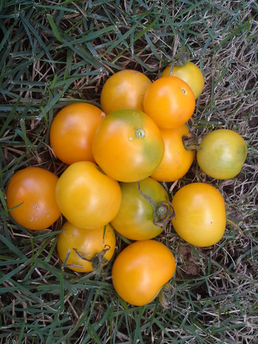 Tomate / Tomato "Yellow Perfection" | Desde Mi Huerto