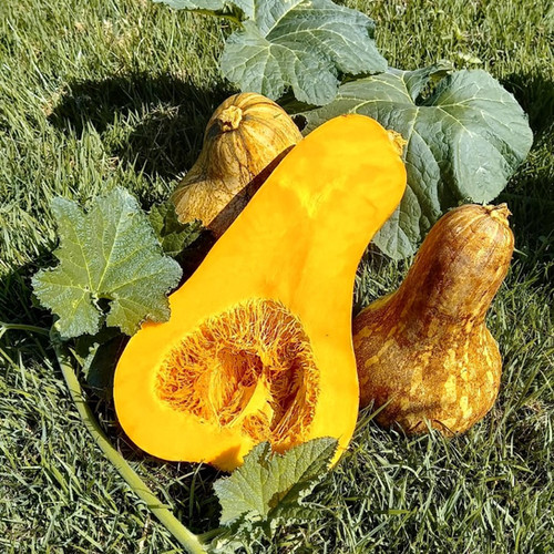 Calabaza / Pumpkin "Cuello Largo" | Desde Mi Huerto