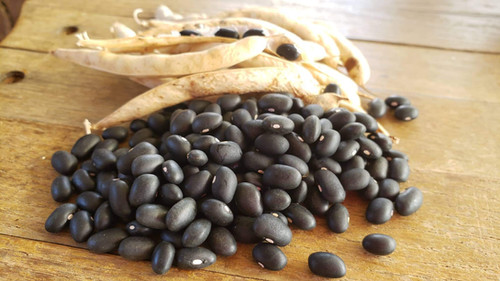 Habichuela Negra / Black Bean | Desde Mi Huerto