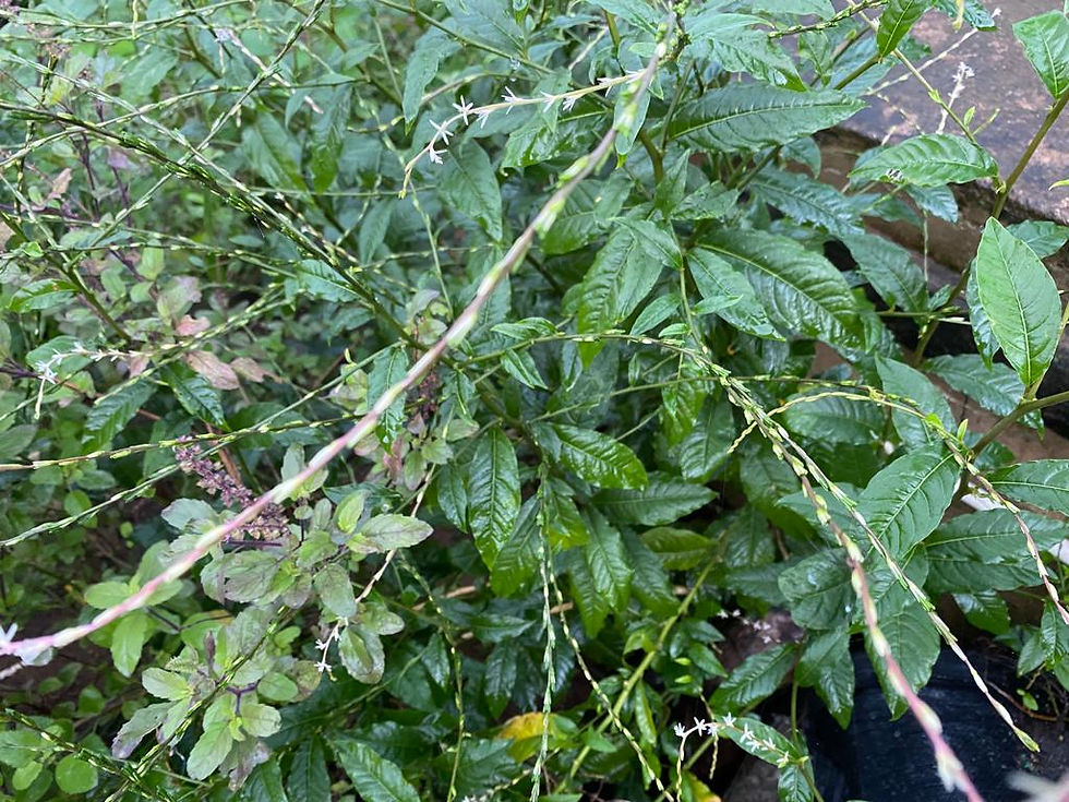 Anamú | Desde Mi Huerto