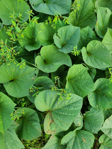 Batata/Sweet Potato "Canol" | Desde Mi Huerto 2023