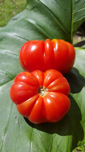 Tomate / Tomato "Gajilete, de Puerto Rico" | Desde Mi Huerto