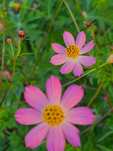 Flor de Cosmo Rosita | Desde Mi Huerto
