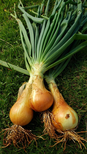 Cebolla / Onion "Valencia" | Desde Mi Huerto